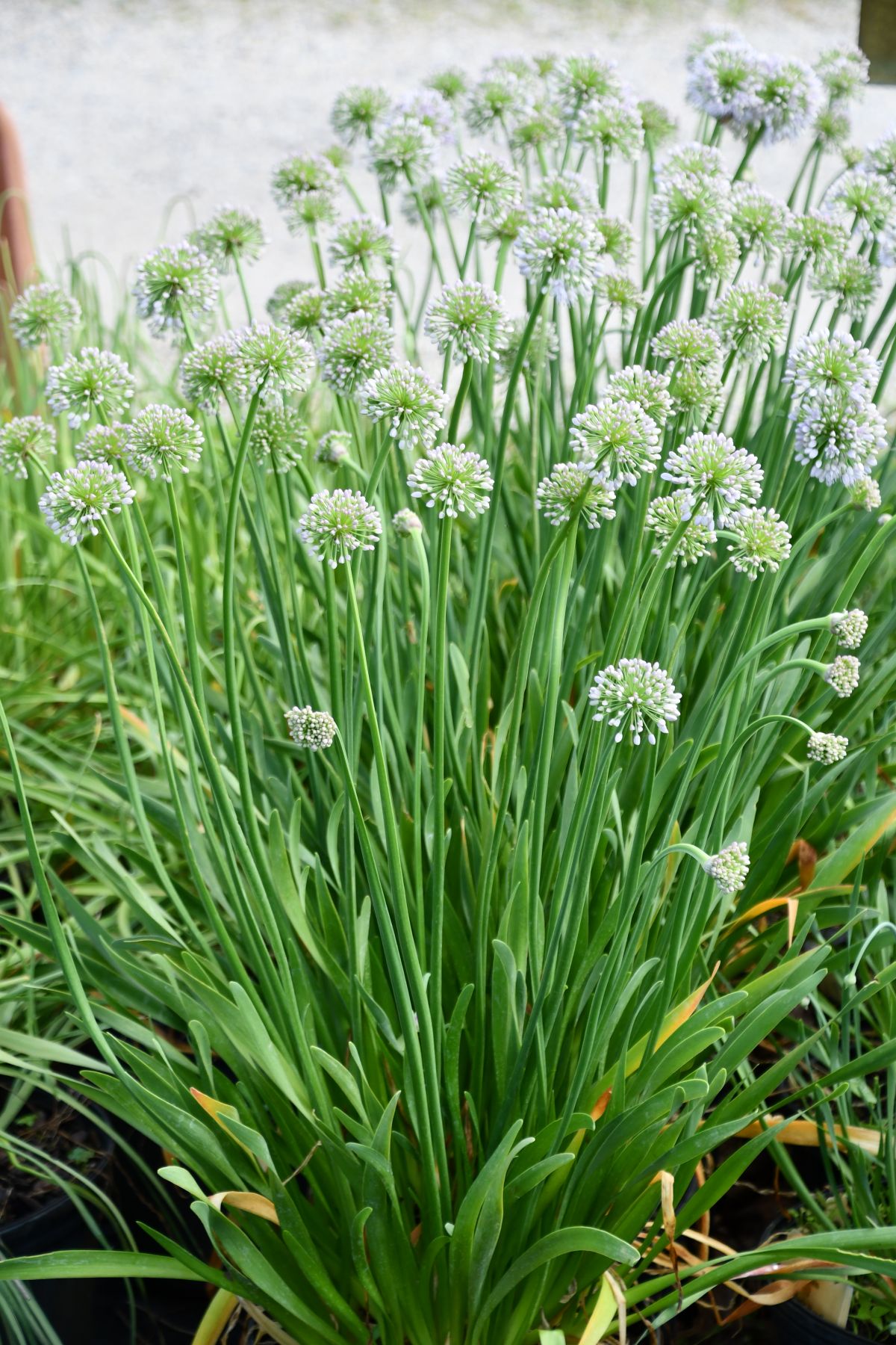 Allium 'Big Beauty'